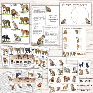Cat Unit Study, Cat Anatomy, Tiger Anatomy, Big Cats Unit, Cat ...
