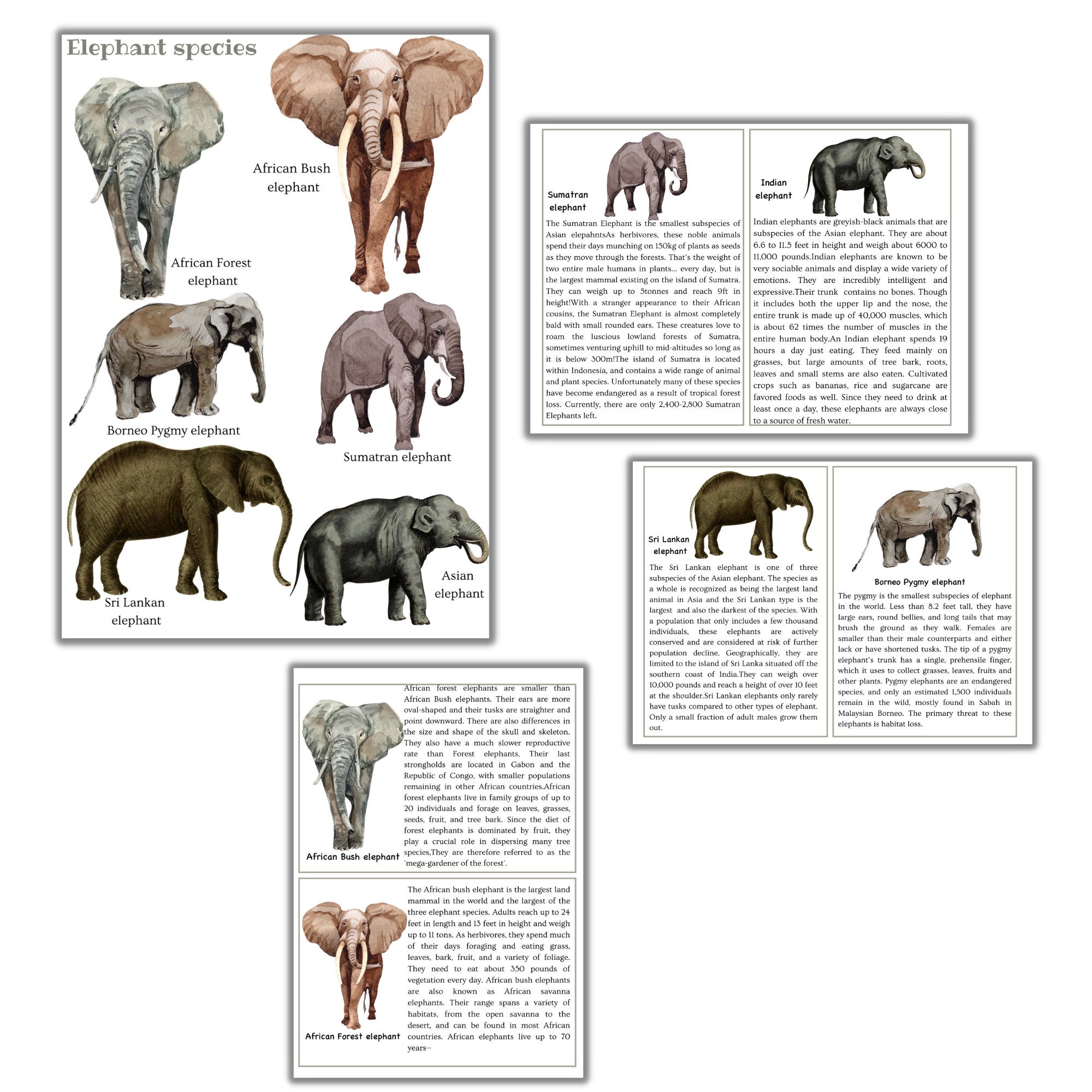 Elephant Mini Unit Study, Elephant Anatomy, Elephant Life Cycle ...