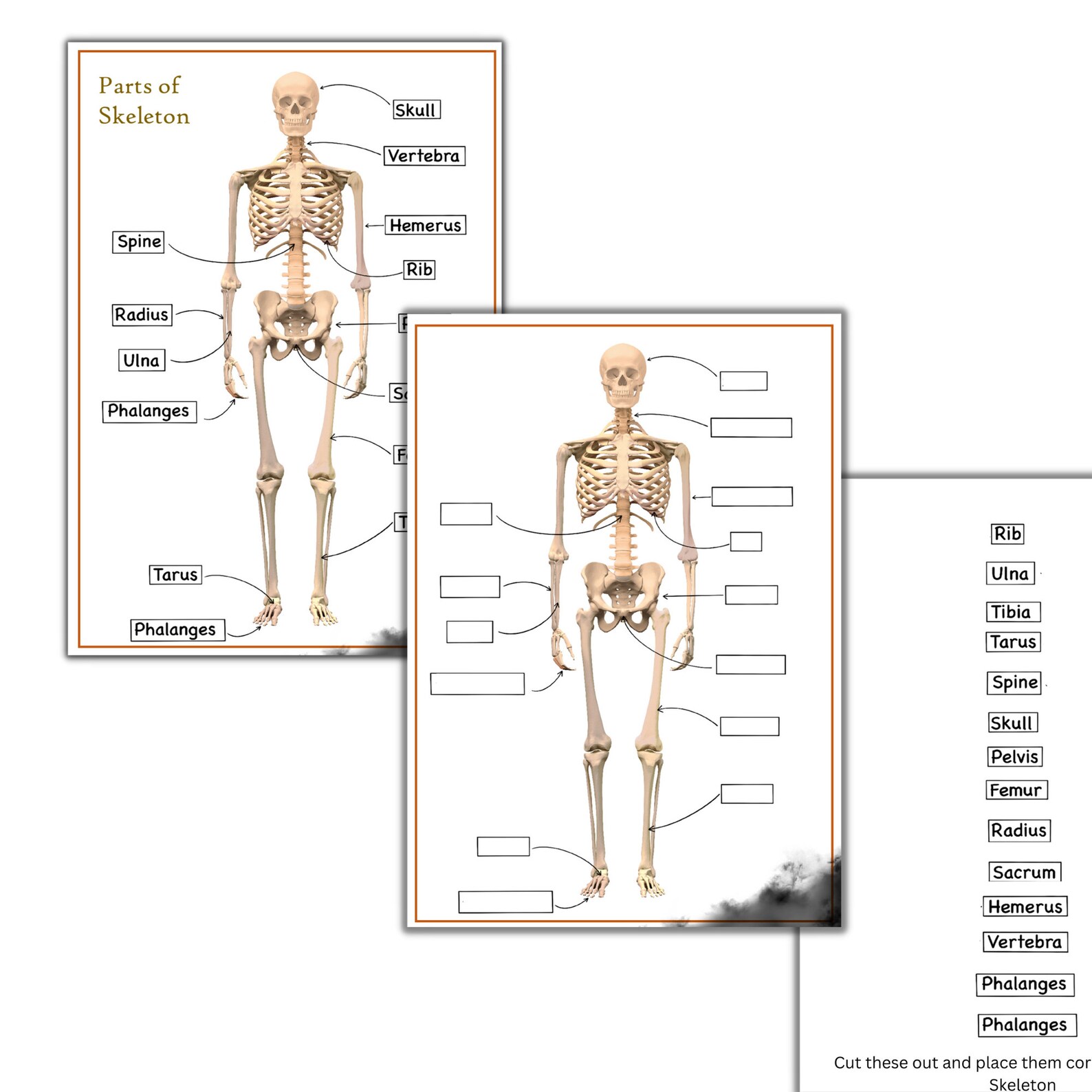 HALLOWEEN UNIT STUDY, Spider Unit Study, Raven Unit Study, Pumpkin Unit ...