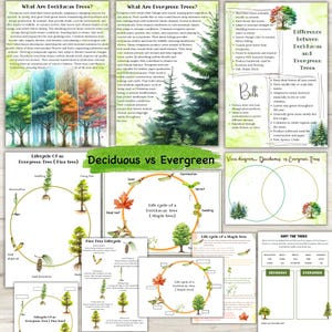 Trees Leaves Unit Study, Tree Forms, Parts of a Tree, Parts of Leaf ...