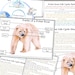 Polar Bear Mini Unit Printable, Polar Bear Anatomy, Polar Bear ...