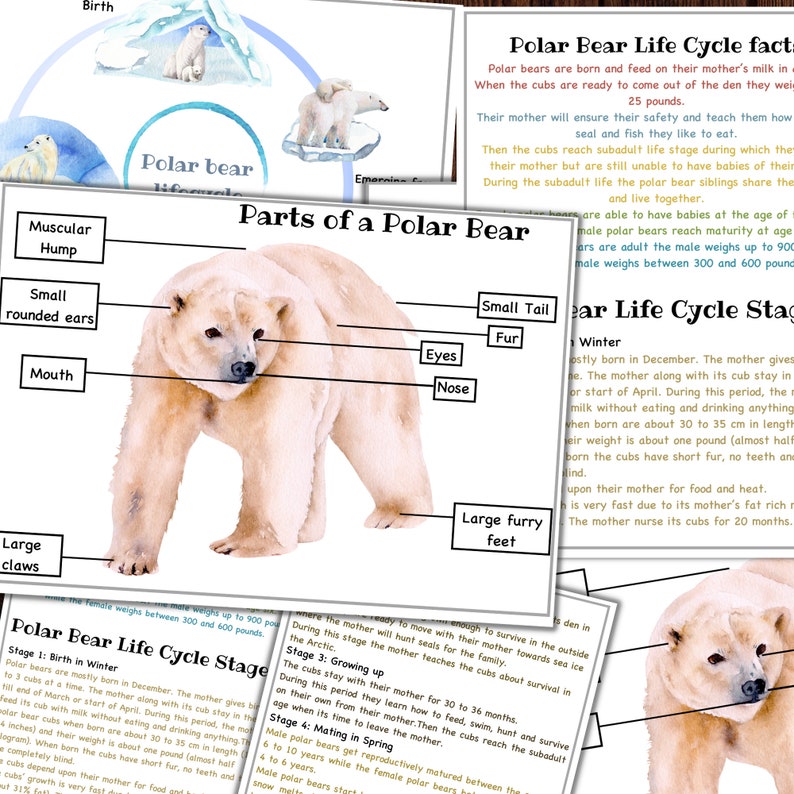 Polar Bear Mini Unit Printable, Polar Bear Anatomy, Polar Bear ...