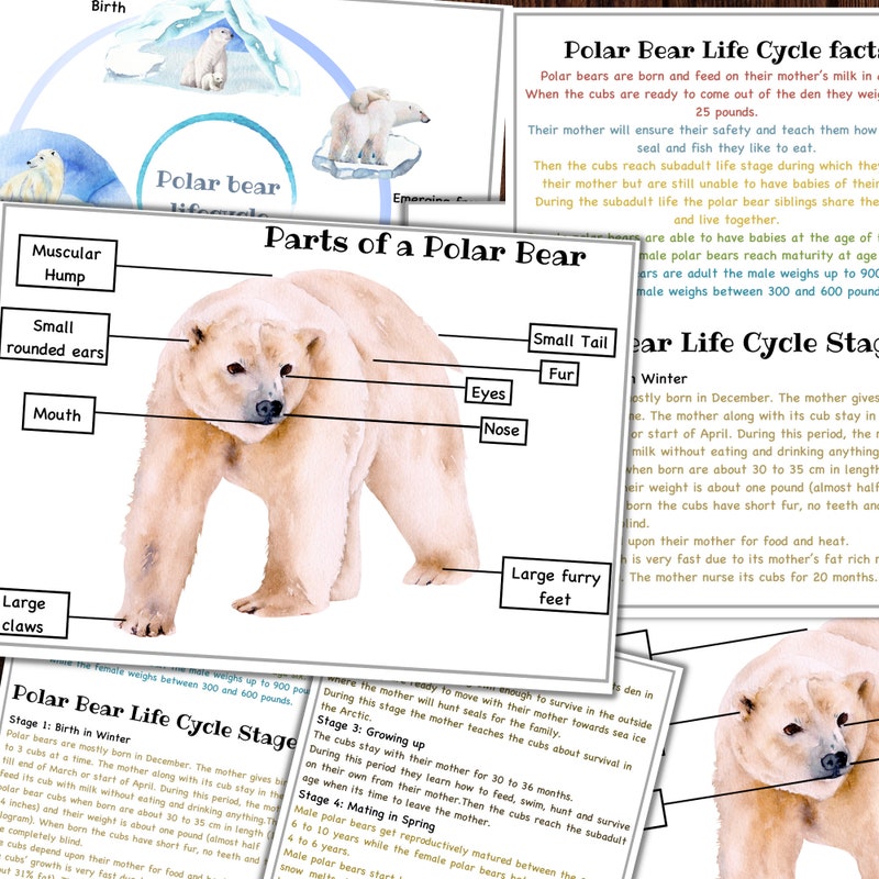 Polar Bear Book Activity - Etsy