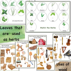 Trees Leaves Unit Study, Tree Forms, Parts of a Tree, Parts of Leaf ...