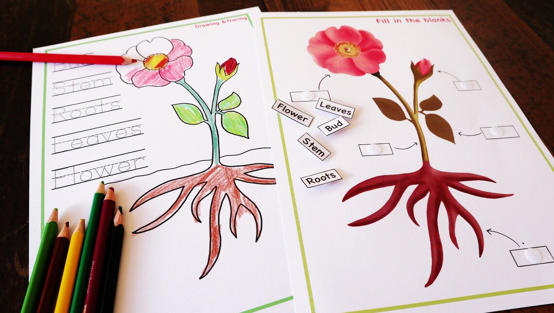 Parts of a Plant Anatomy of a Plant 3 Part Cards of Plant - Etsy