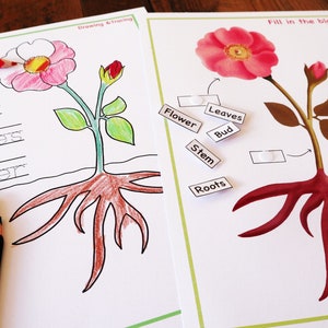 Parts of a Plant, Anatomy of a Plant, 3 Part Cards of Plant, Plant ...