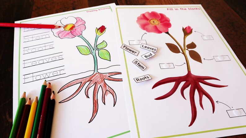 Parts of a Plant, Anatomy of a Plant, 3 Part Cards of Plant, Plant ...