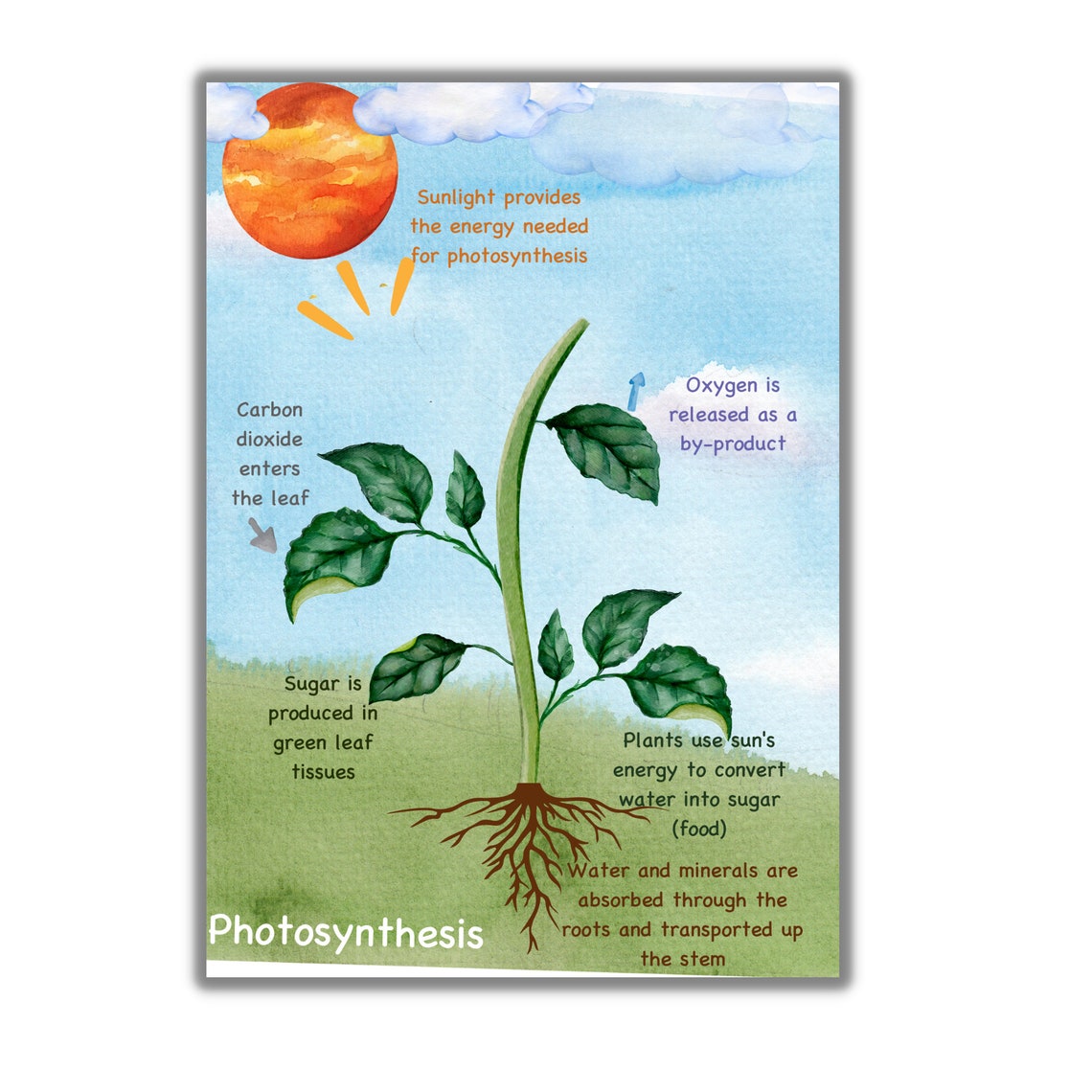 Photosynthesis Printable Nature Study Plant Study - Etsy