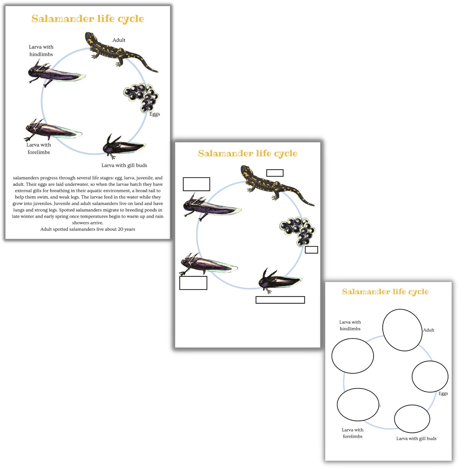 Salamander Mini Unit, Salamander Activities, Amphibians - Etsy