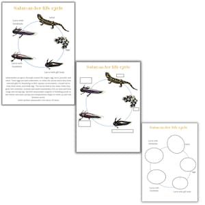 Salamander Mini Unit, Salamander Activities, Amphibians - Etsy