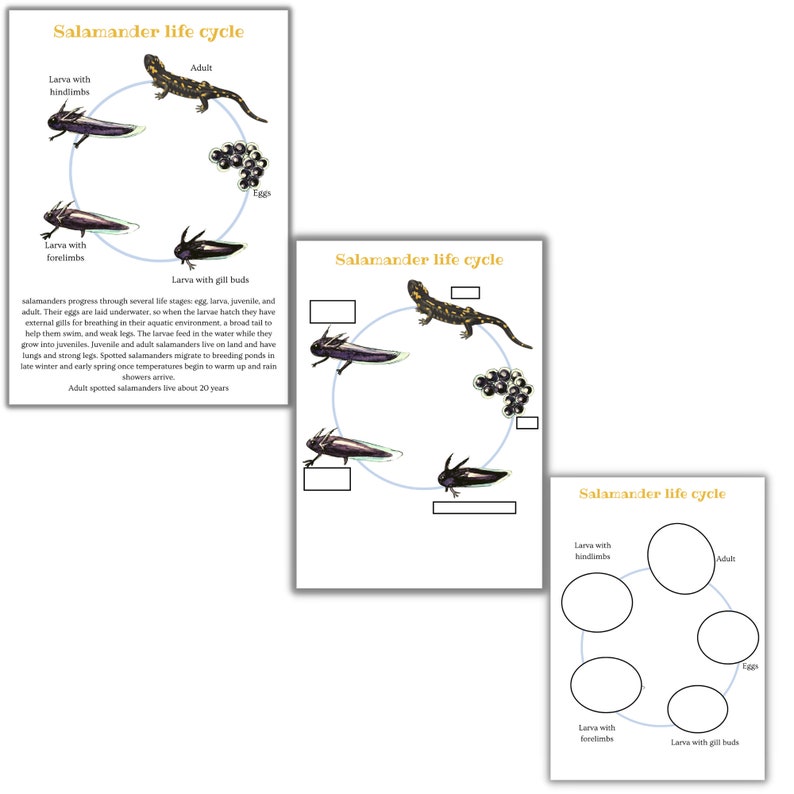 Salamander Mini Unit, Salamander Activities, Amphibians - Etsy