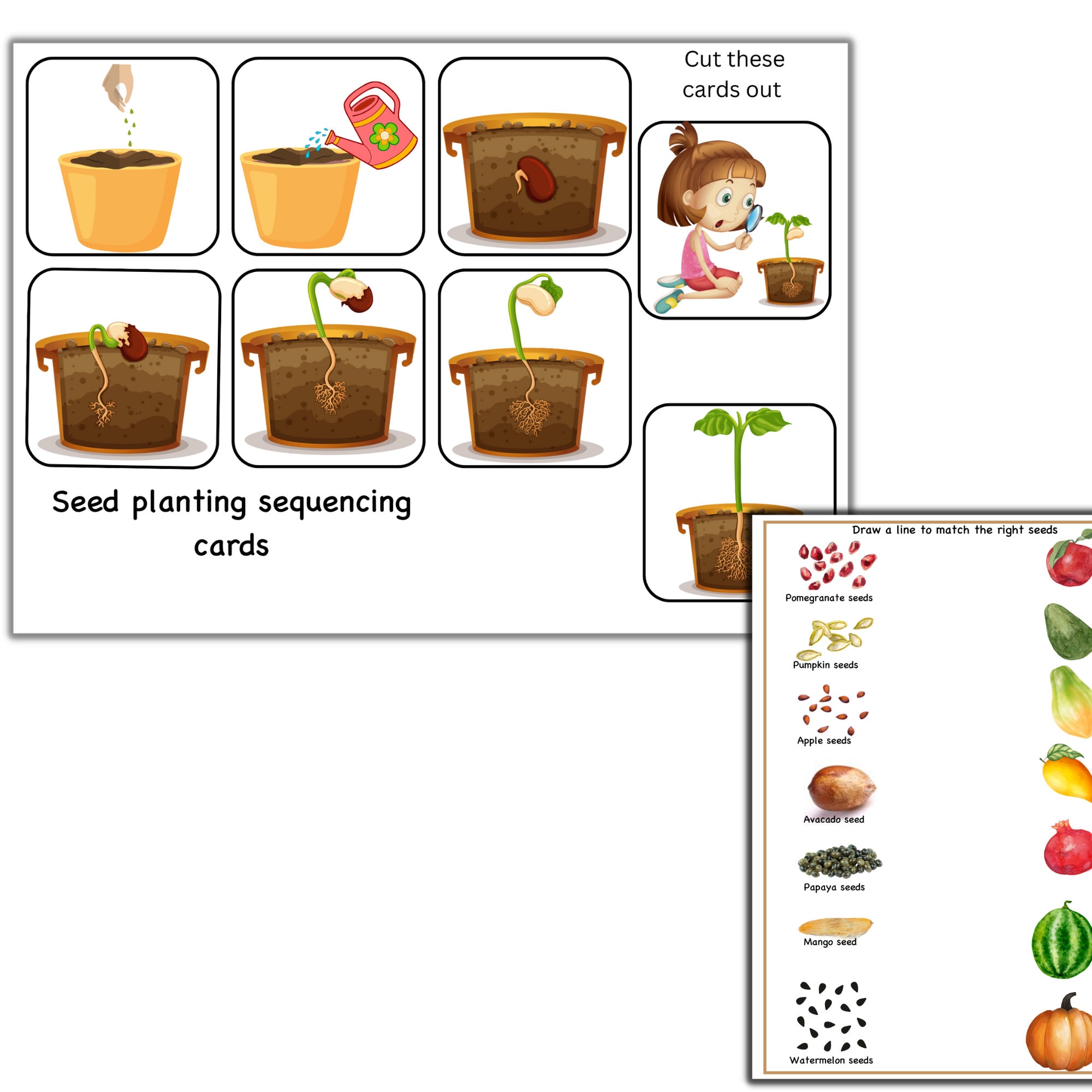 Seeds Anatomy, Montessori Seed Puzzle Printable, Parts of a Seed ...