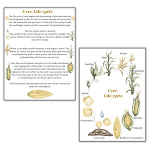 Corn Unit Study, Corn Plant Anatomy, Corn Life Cycle, Fall Unit, Nature ...