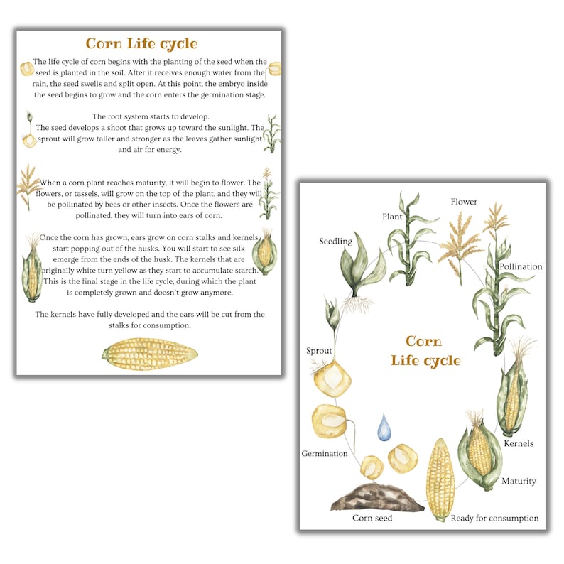 Corn Unit Study, Corn Plant Anatomy, Corn Life Cycle, Fall Unit, Nature ...