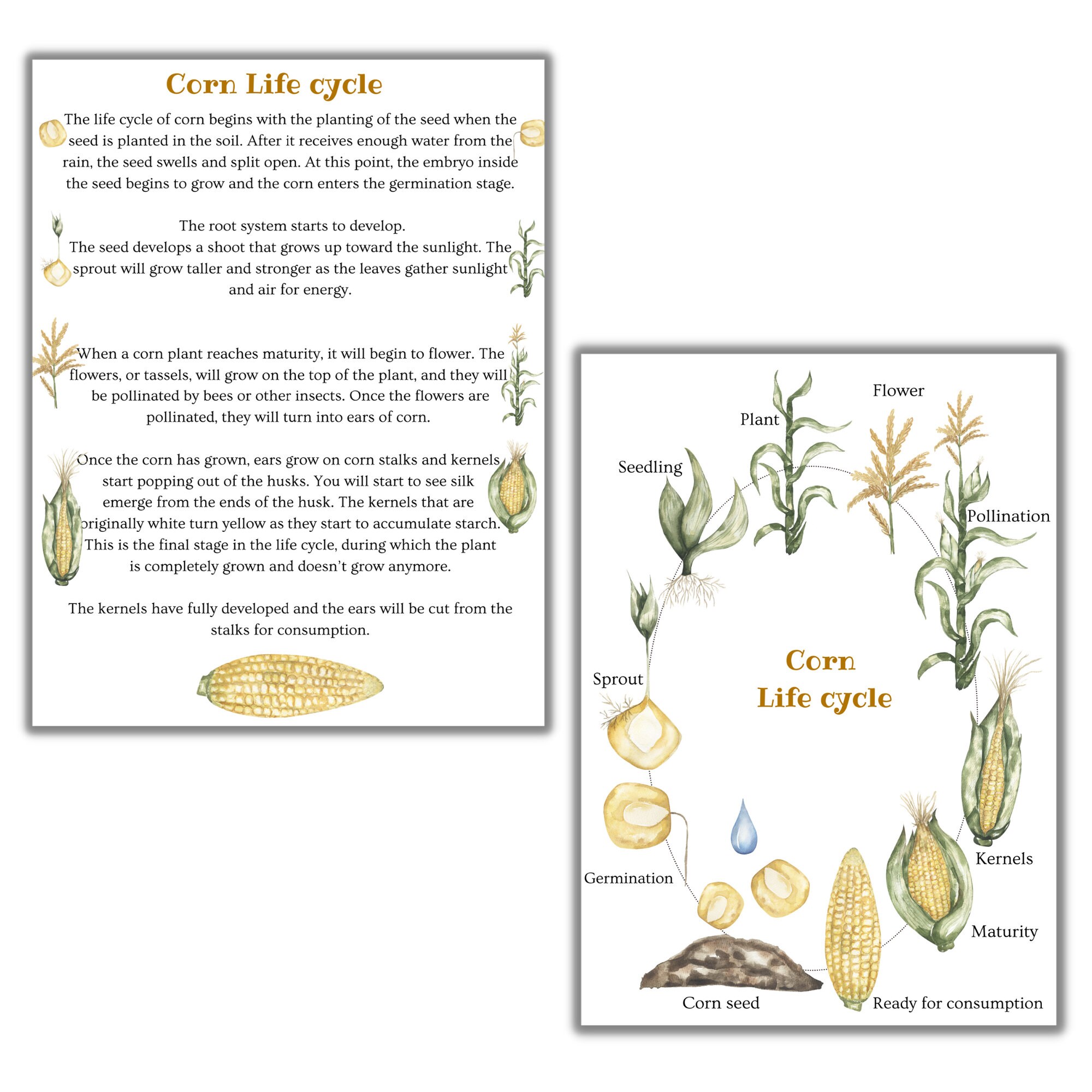 Corn Unit Study, Corn Plant Anatomy, Corn Life Cycle, Fall Unit, Nature ...