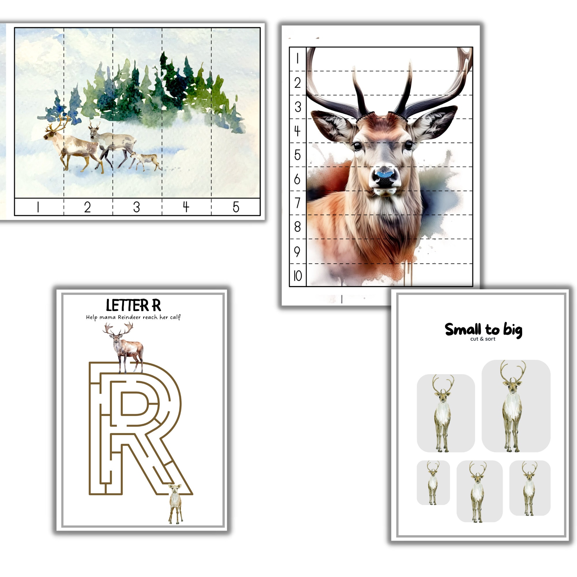 Reindeer Unit Study, Arctic Animals Activity, Reindeer Anatomy ...