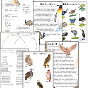 Birds Unit Study, Bird Anatomy, Bird Montessori 3 Part Cards, Owl Unit ...