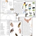 Birds Unit Study, Bird Anatomy, Bird Montessori 3 Part Cards, Owl Unit ...