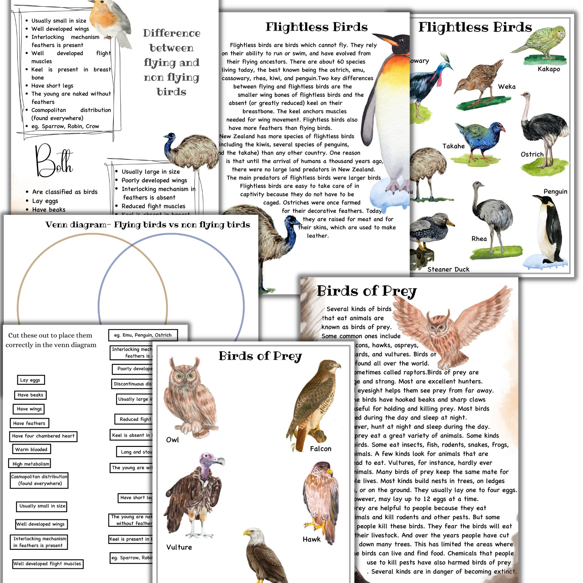 Birds Unit Study, Bird Anatomy, Bird Montessori 3 Part Cards, Owl Unit ...