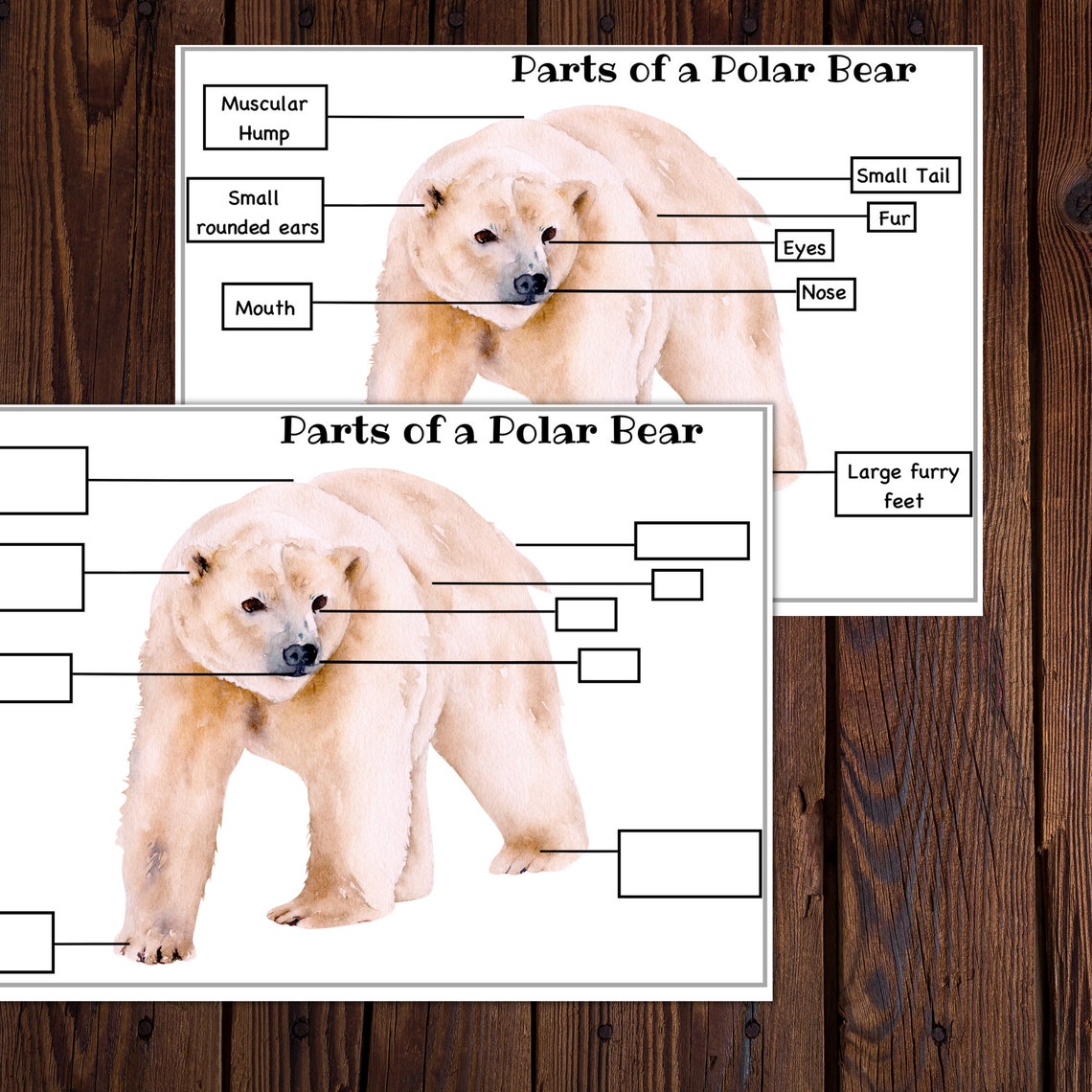 Polar Bear Mini Unit Printable, Polar Bear Anatomy, Polar Bear ...