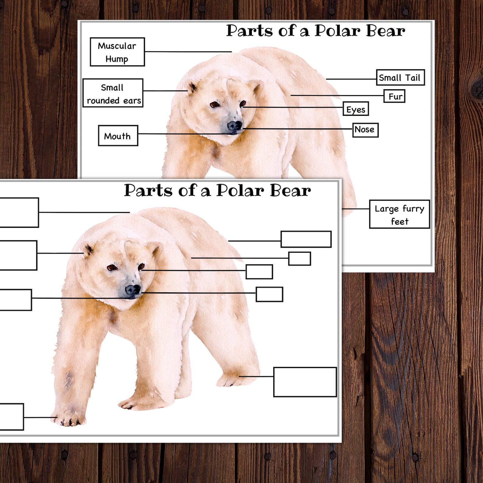 Polar Bear Mini Unit Printable, Polar Bear Anatomy, Polar Bear ...