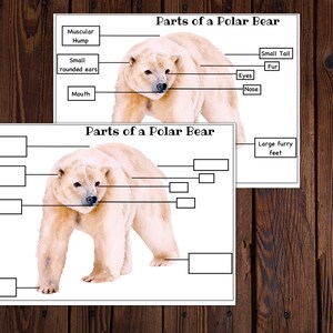 Polar Bear Mini Unit Printable, Polar Bear Anatomy, Polar Bear ...