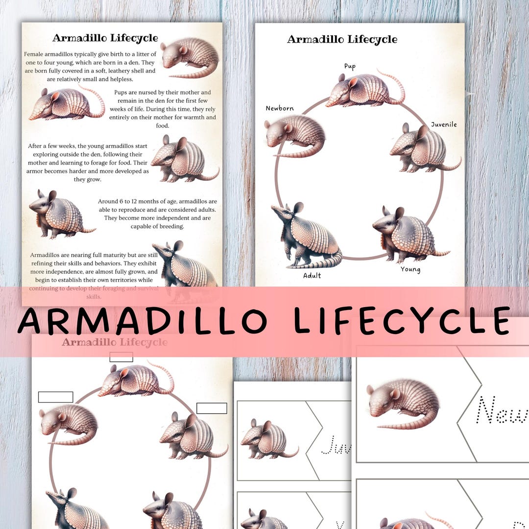 Armadillo Life Cycle, Armadillo Printable, Armadillo Activity - Etsy