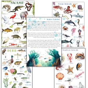 Water Unit Study, Water Bodies Printables, Water Bodies Montessori ...