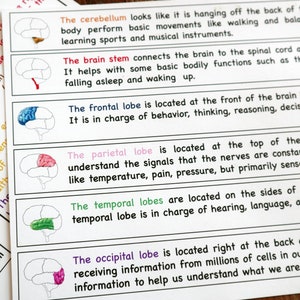 Human Brain Anatomy Printable Activity, Brain Puzzle, Brain ...