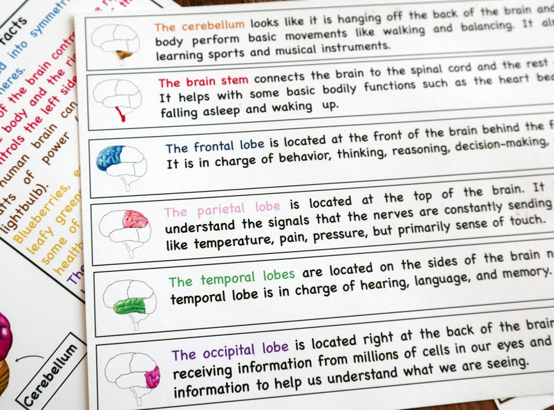Human Brain Anatomy Printable Activity Brain Puzzle Brain - Etsy