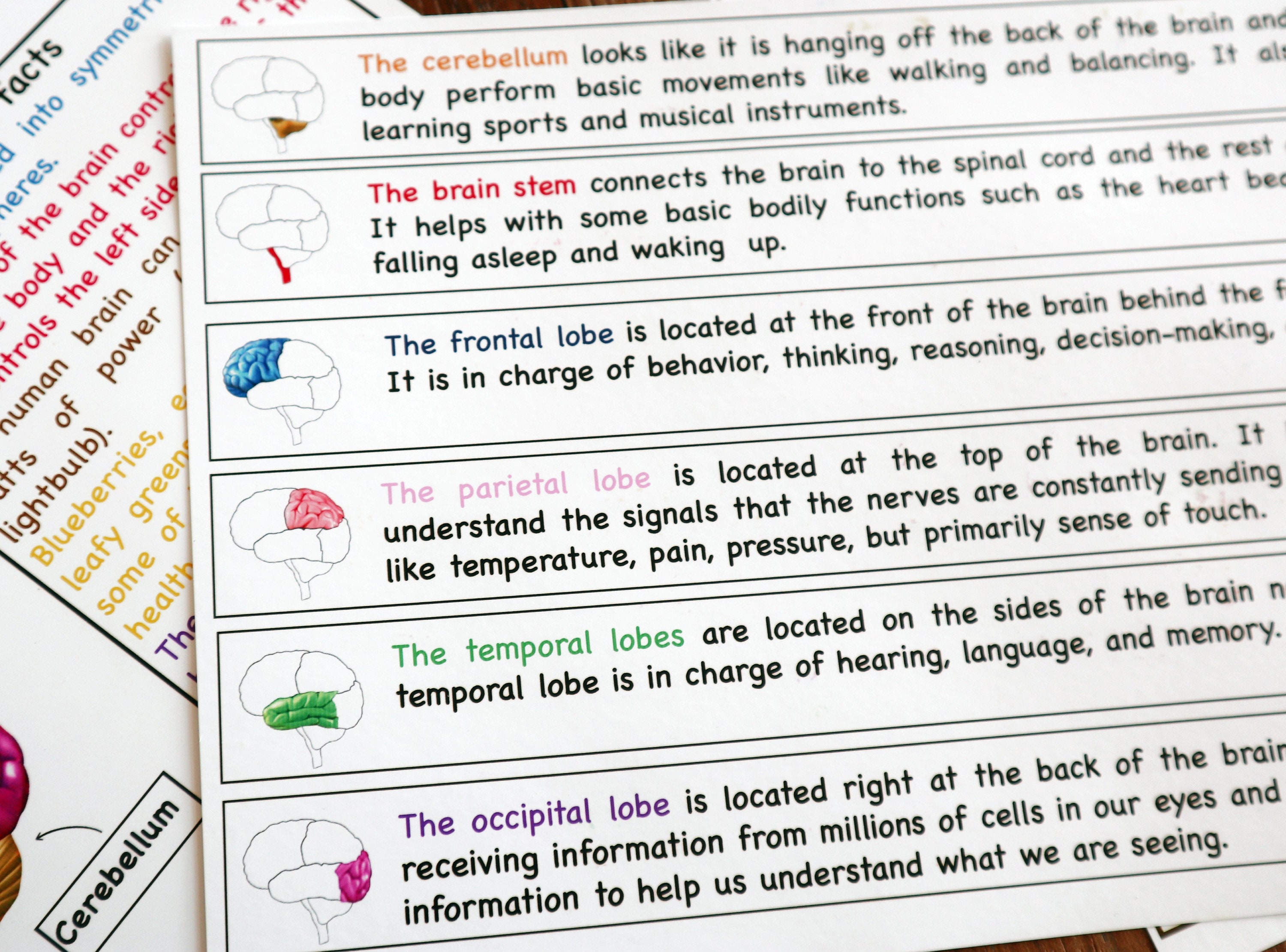 Human Brain Anatomy Printable Activity Brain Puzzle Brain - Etsy