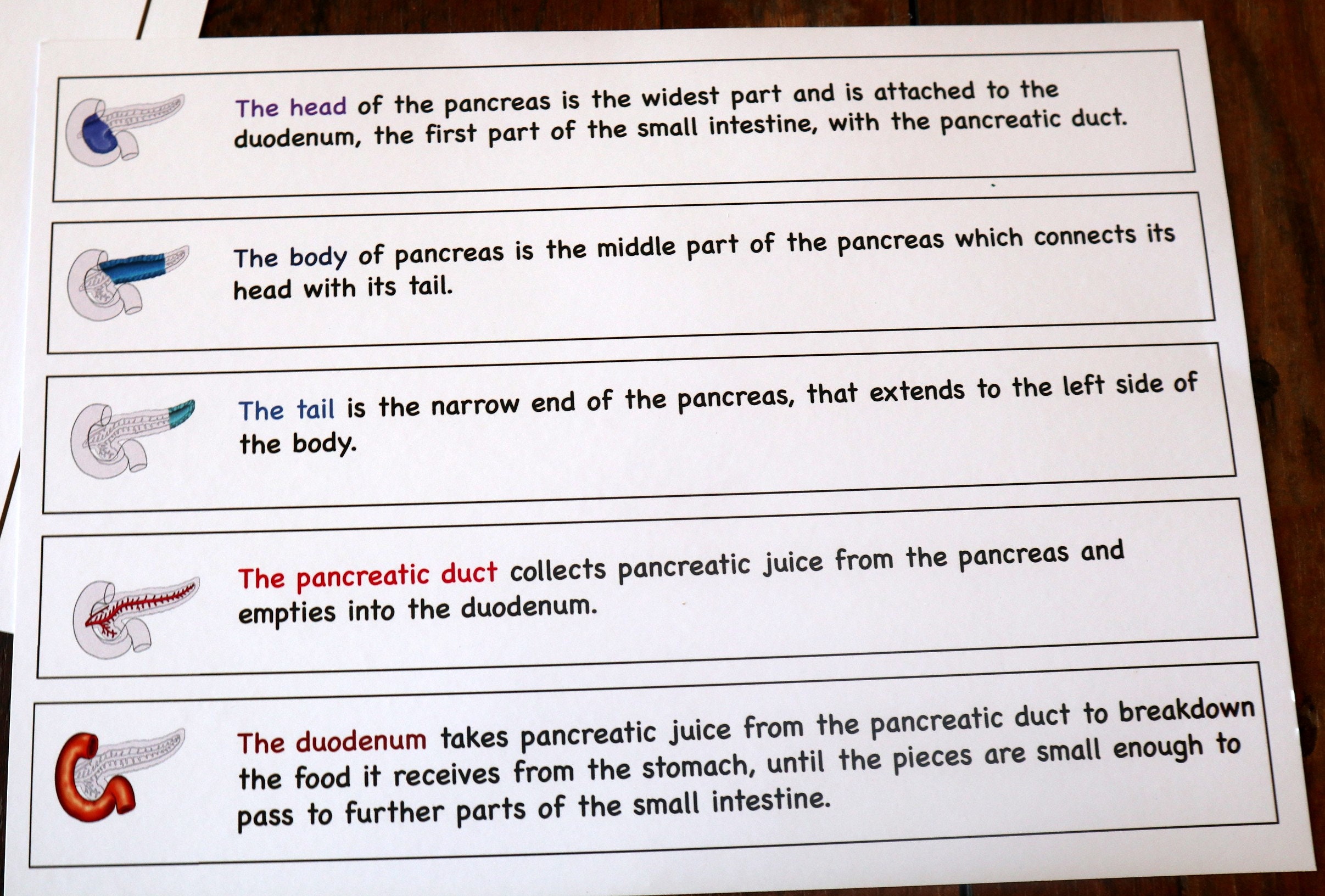 Human Pancreas Anatomy Printable Activity, Pancreas Puzzle ...