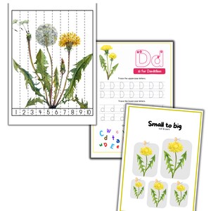 Dandelion Mini Unit Study, Summer Activity, Dandelion Activity, Home ...