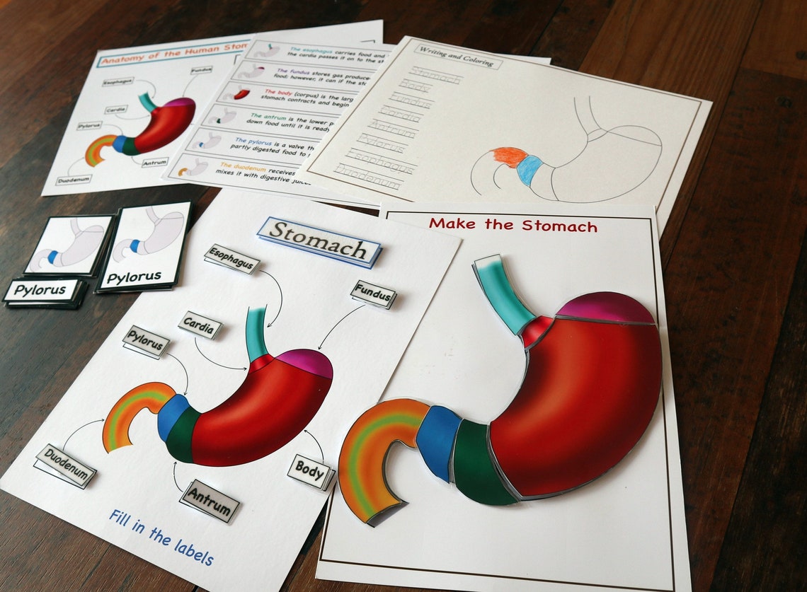 Human Stomach Anatomy Printable Activity Stomach Nomenclature - Etsy