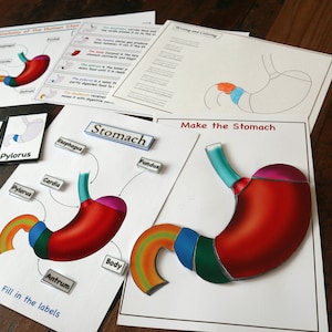 Human Stomach Anatomy Printable Activity, Stomach Nomenclature Cards ...