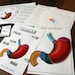 Human Stomach Anatomy Printable Activity, Stomach Nomenclature Cards ...