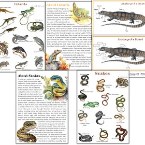 Reptiles Unit Study, Crocodile Unit Study, Turtle Unit Study, Reptiles ...