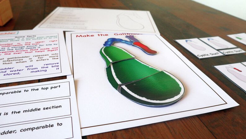 Human Gallbladder Anatomy Printable Activity, Gallbladder Puzzle ...