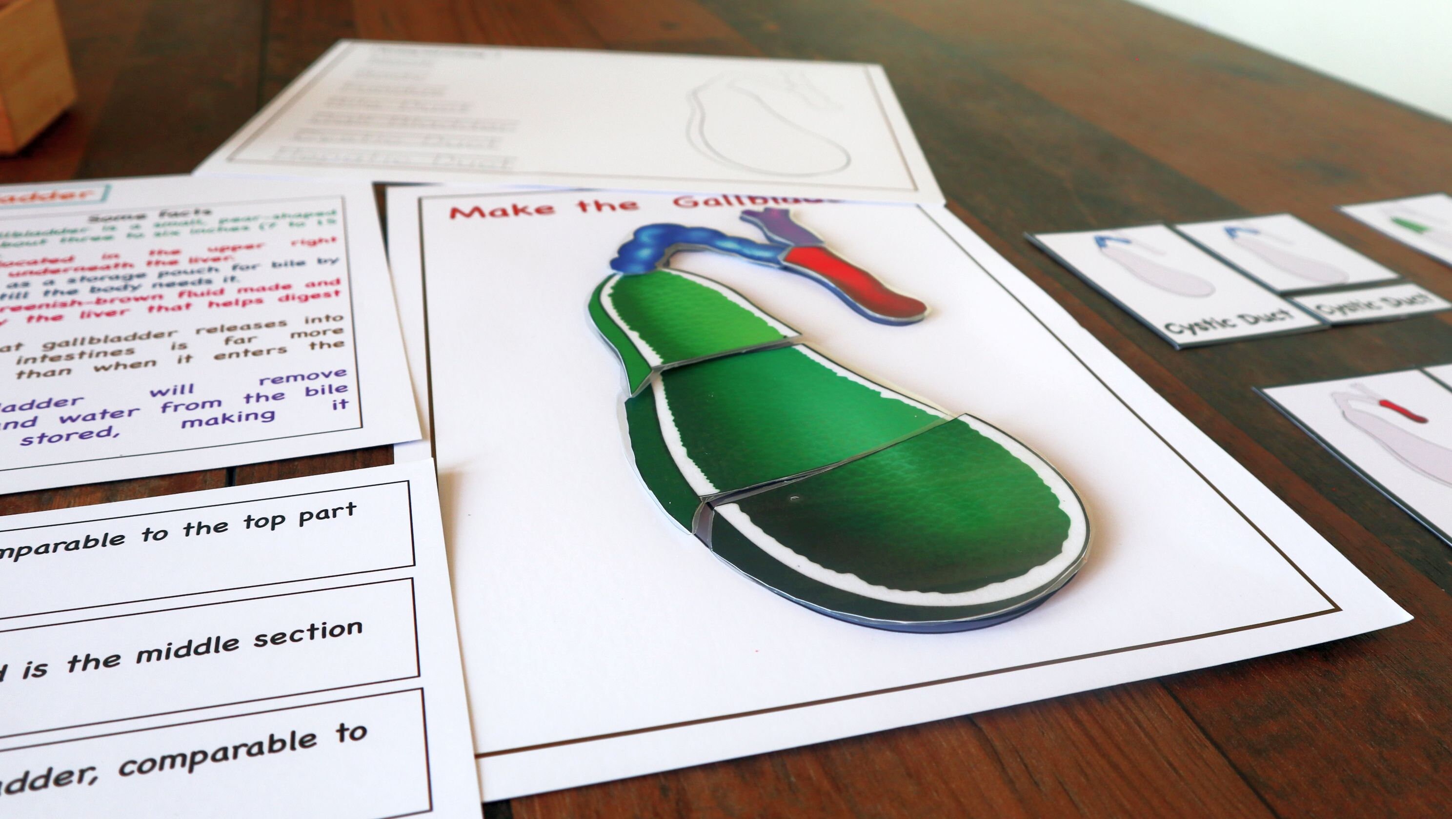 Human Gallbladder Anatomy Printable Activity, Gallbladder Puzzle ...