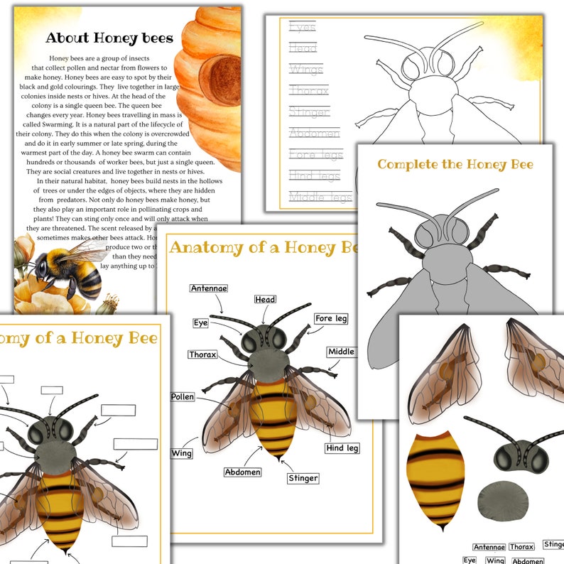 Honey Bee Unit Study Honey Bee Puzzle Printable Honey Bees - Etsy