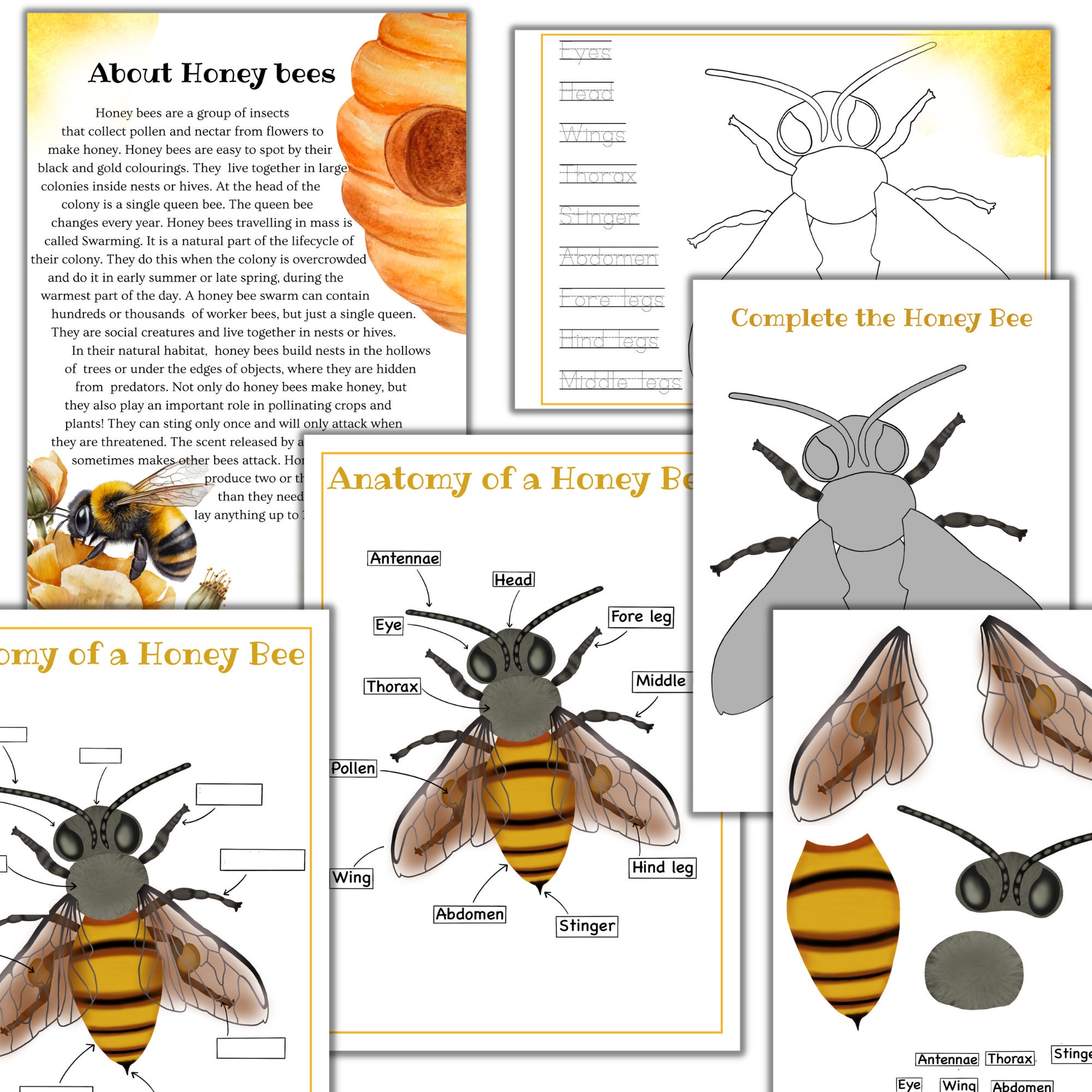 Honey Bee Unit Study Honey Bee Puzzle Printable Honey Bees - Etsy