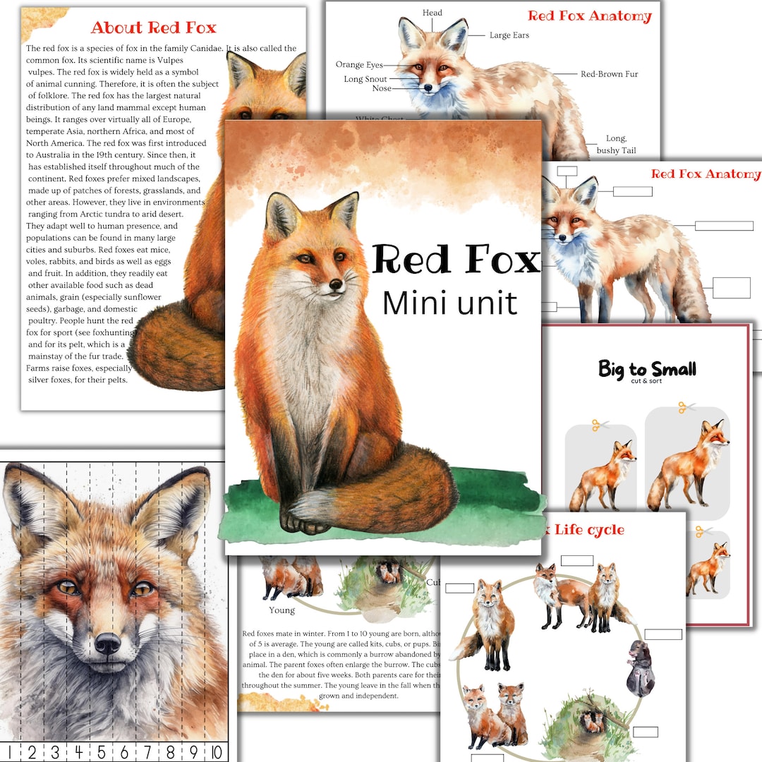 Red Fox Mini Unit, Red Fox Anatomy, Red Fox Life Cycle, Fall Study ...