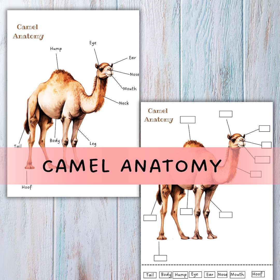 Camel Anatomy, Camel Printable, Camel Homeschool Printable - Etsy