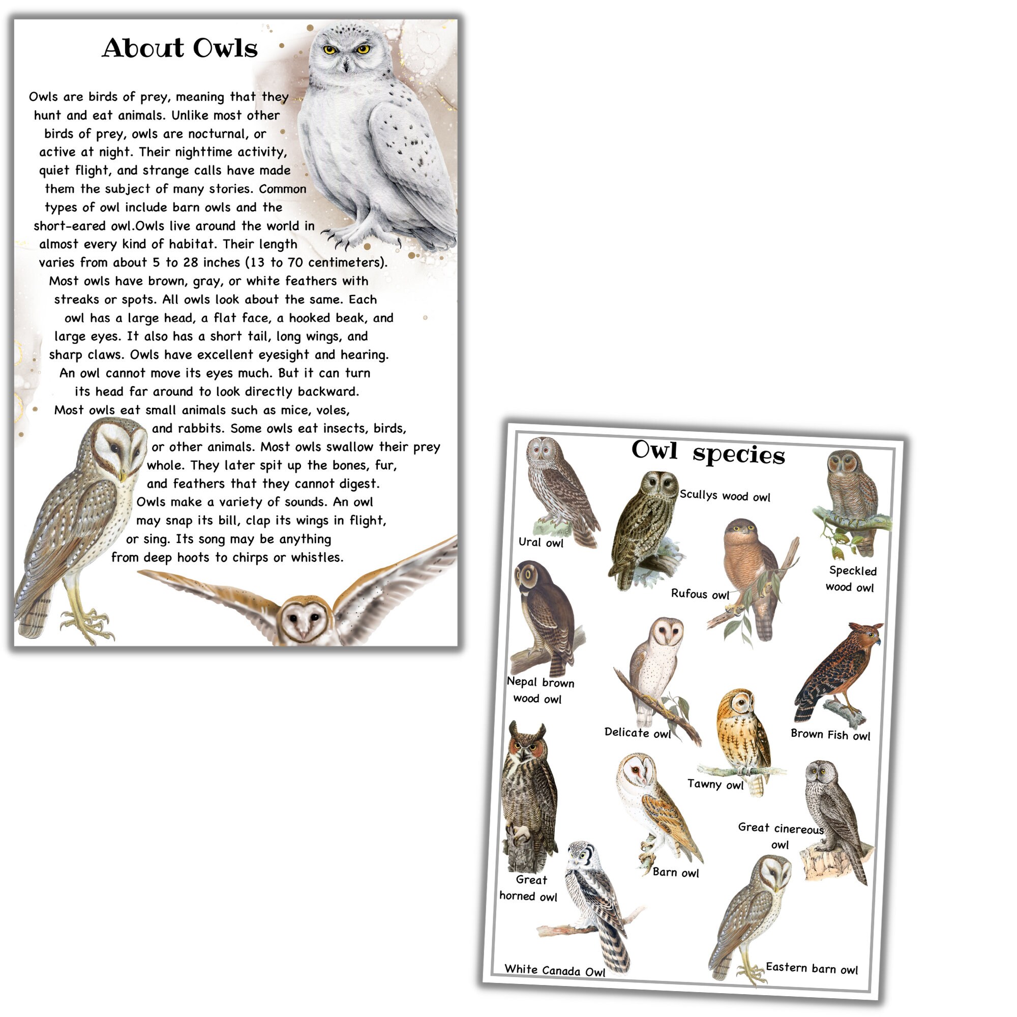 Owl Mini Unit Study, Bird Activities, Nature Study - Etsy
