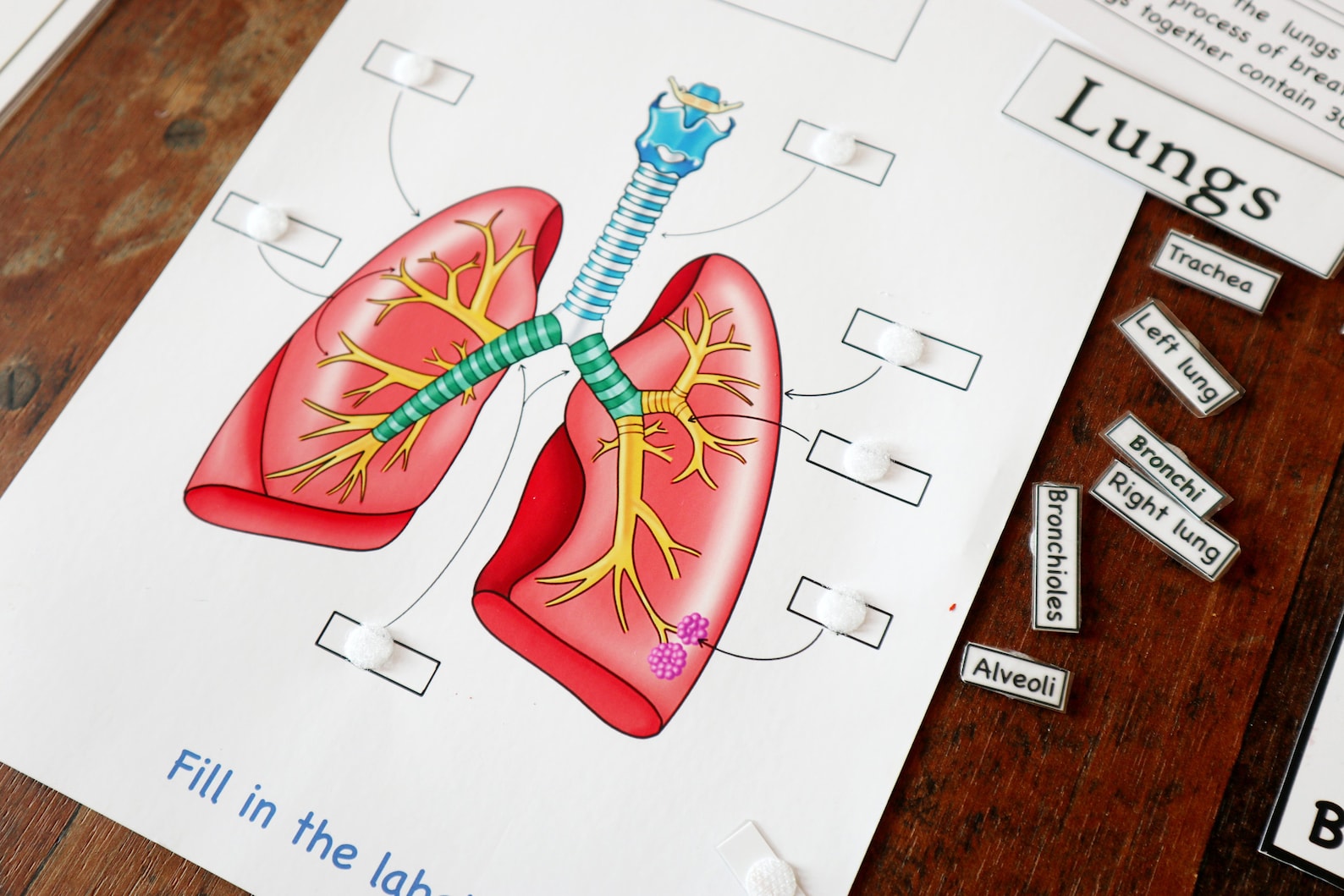 Human Lungs Anatomy Printable Activity Lungs Puzzle Lungs - Etsy