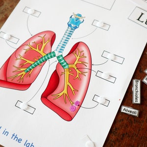 Human Lungs Anatomy Printable Activity, Lungs Puzzle, Lungs ...