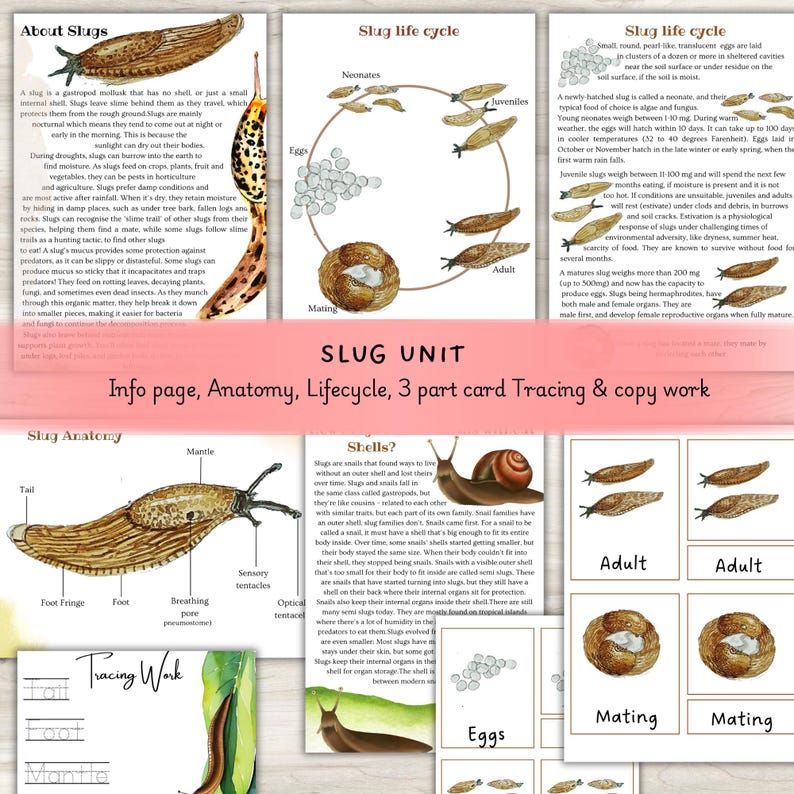 Decomposers Unit Study, Fungi Unit, Nature Study, Food Chain, Ecology ...