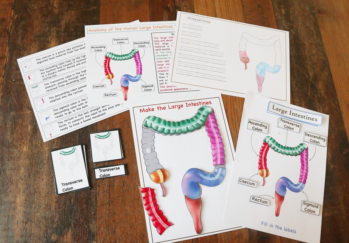 Human Large Intestines Anatomy Printable Activity Large - Etsy