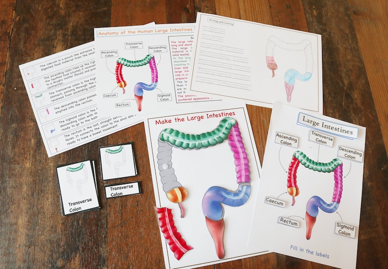 Human Large Intestines Anatomy Printable Activity, Large Intestines ...