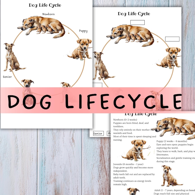 Dog Life Cycle, Nature Study, Homeschool Printable, Lesson Plan, Dog ...